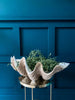 Large Clam Shell Display Bowl | Punk & Poodle